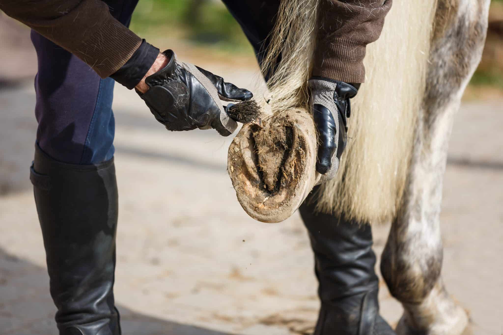 5 Facts You Should Know About Your Horse's Feet