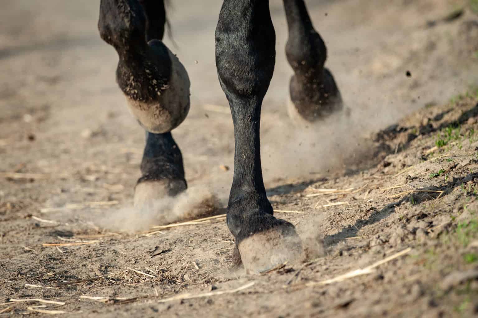 5 Facts You Should Know About Your Horse's Feet