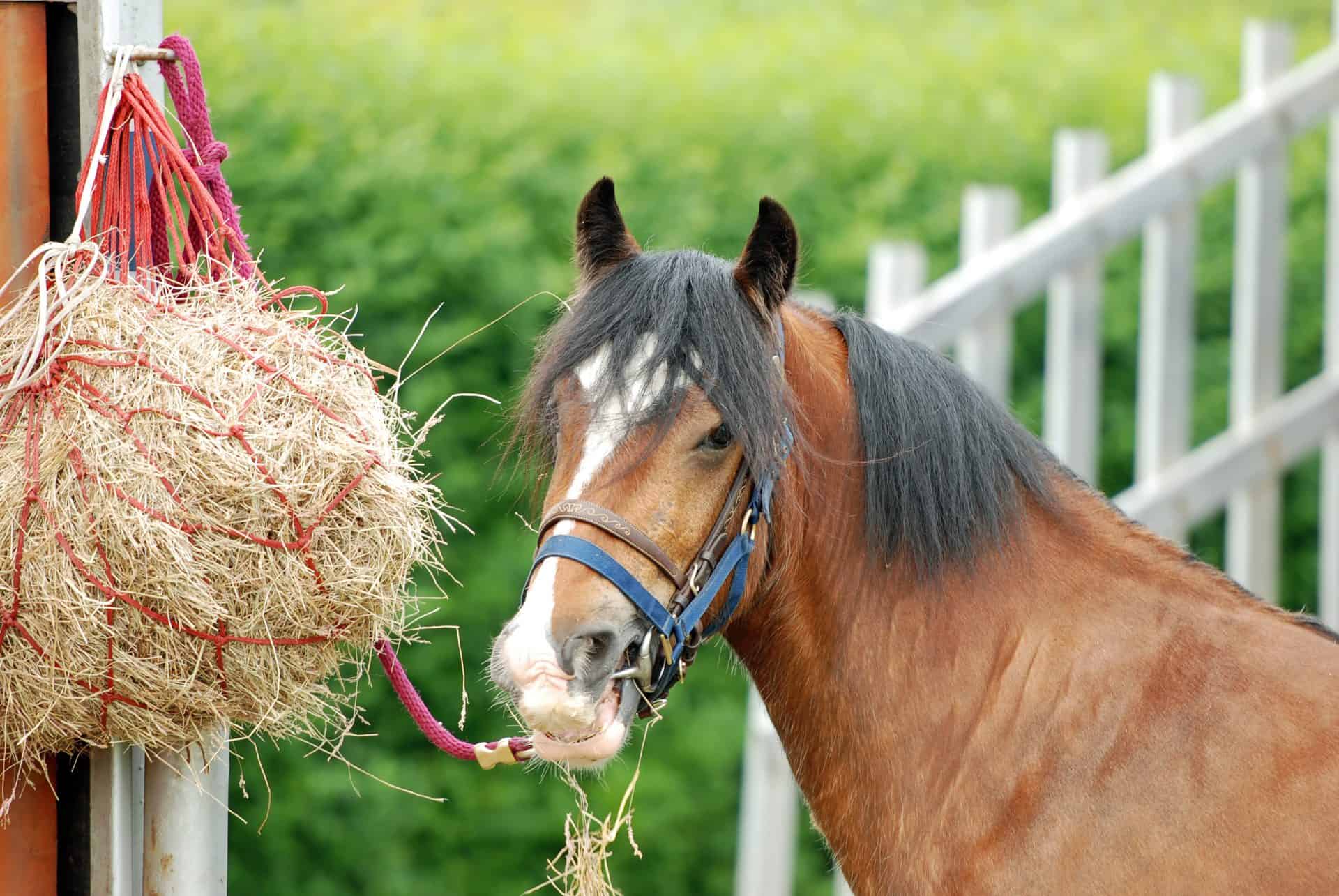 5 Ways To Check The Quality Of Your Hay