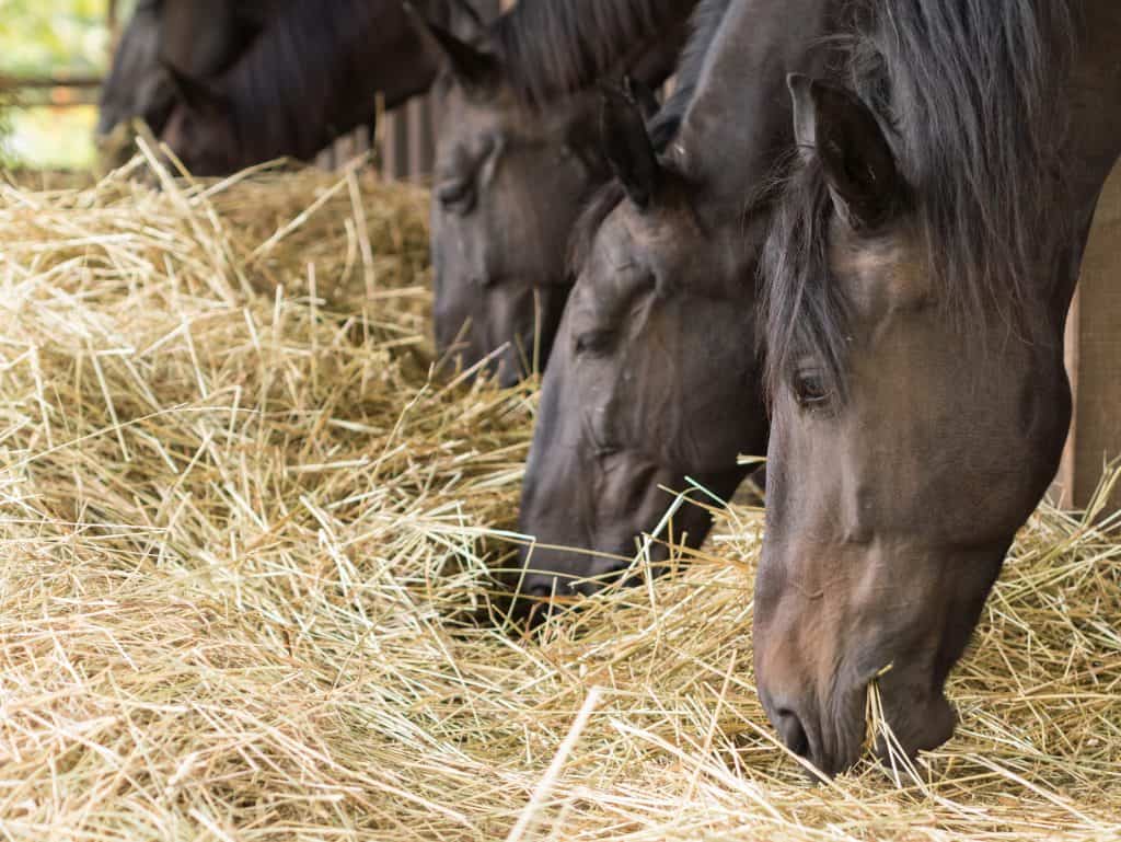 5 Ways To Check The Quality Of Your Hay