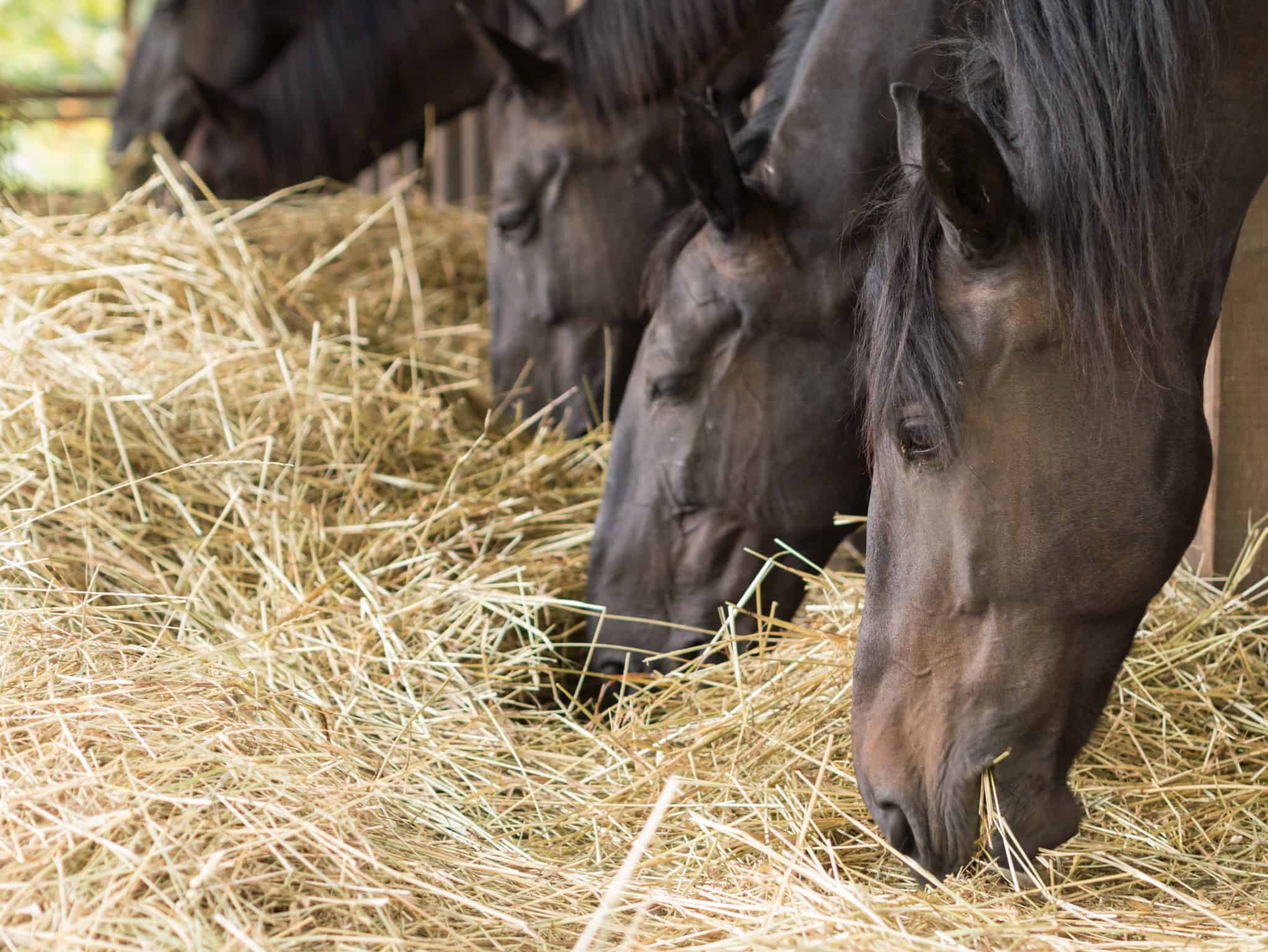 5 Ways To Check The Quality Of Your Hay