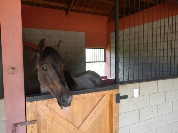 6 Tips For Managing A Horse On Stall Rest