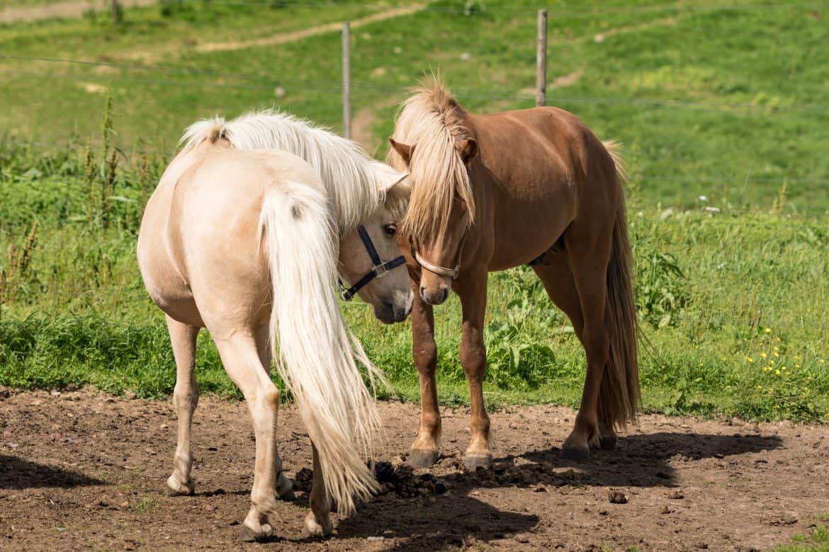 6 Tips On Introducing Your Horse To New Friends