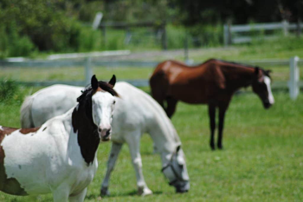 6 Tips On Introducing Your Horse To New Friends