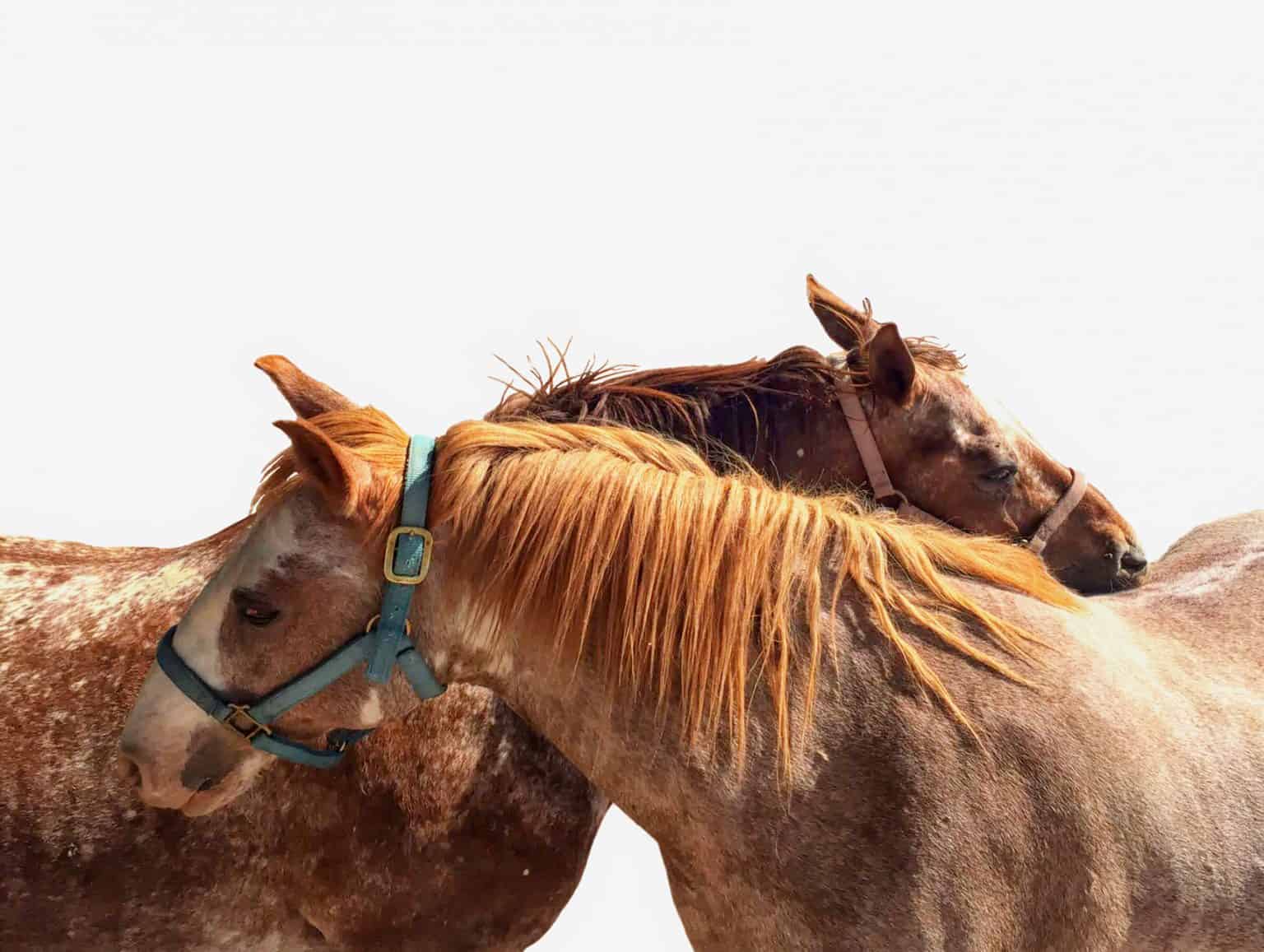 6 Tips On Introducing Your Horse To New Friends