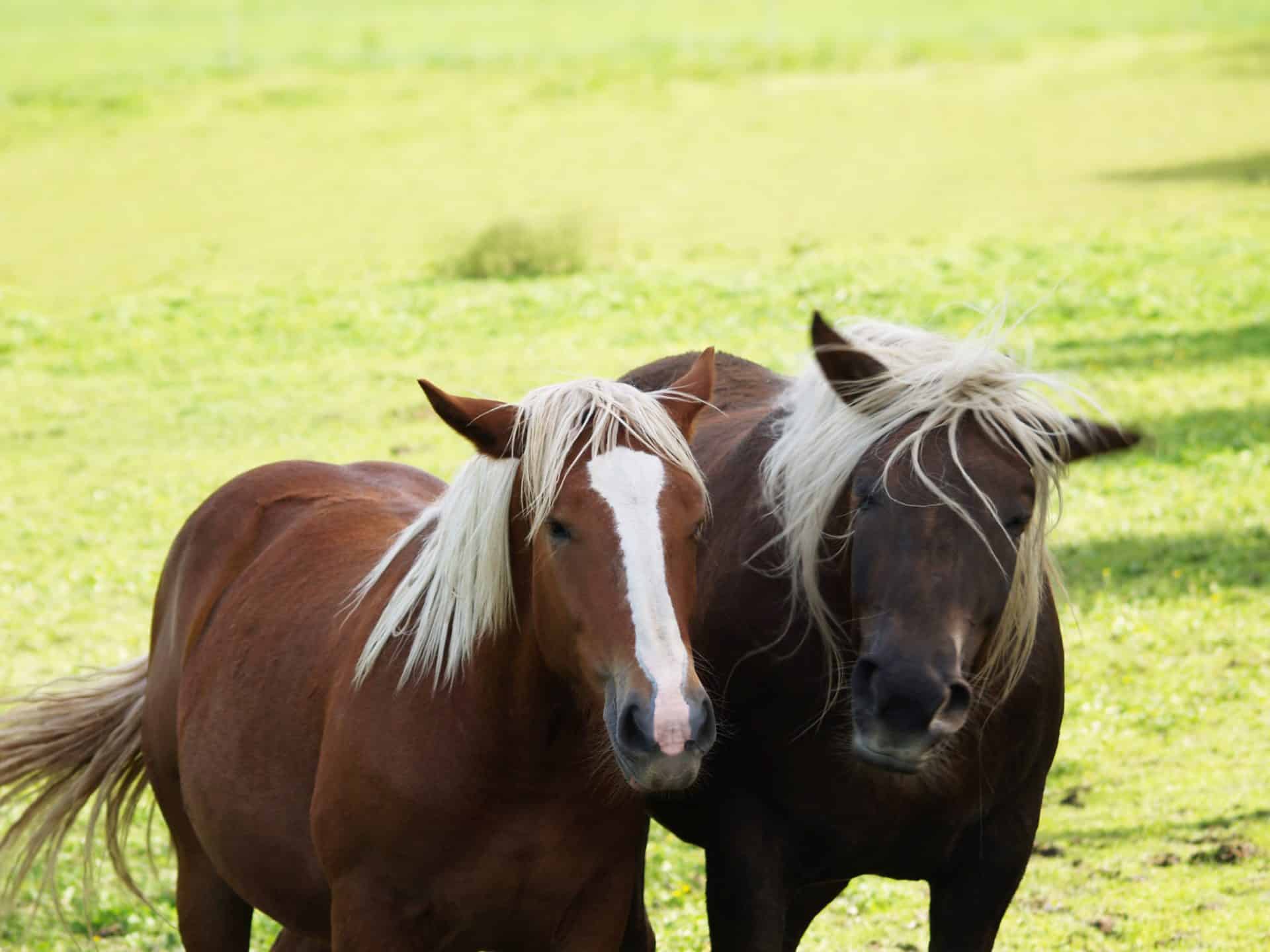 6 Tips On Introducing Your Horse To New Friends