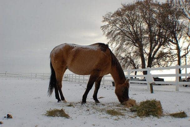 7 Tips For Caring For Your Horse In Cold Weather