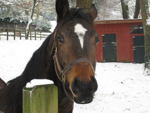 7 Tips For Caring For Your Horse In Cold Weather