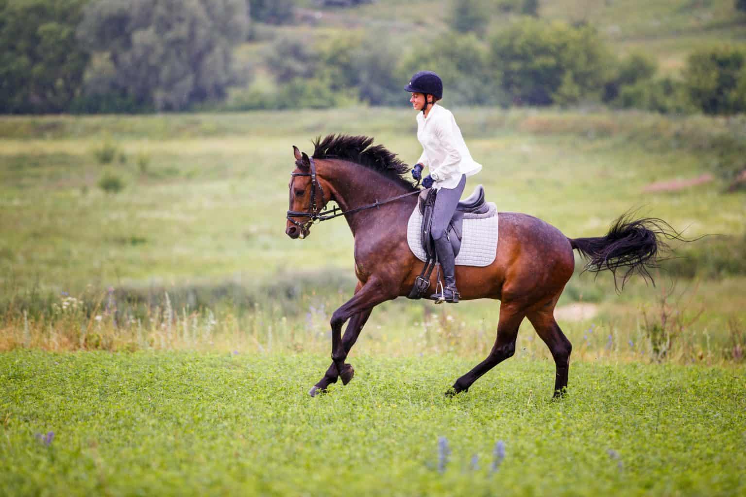 5 Tips To Save Your Tack After Riding In The Rain
