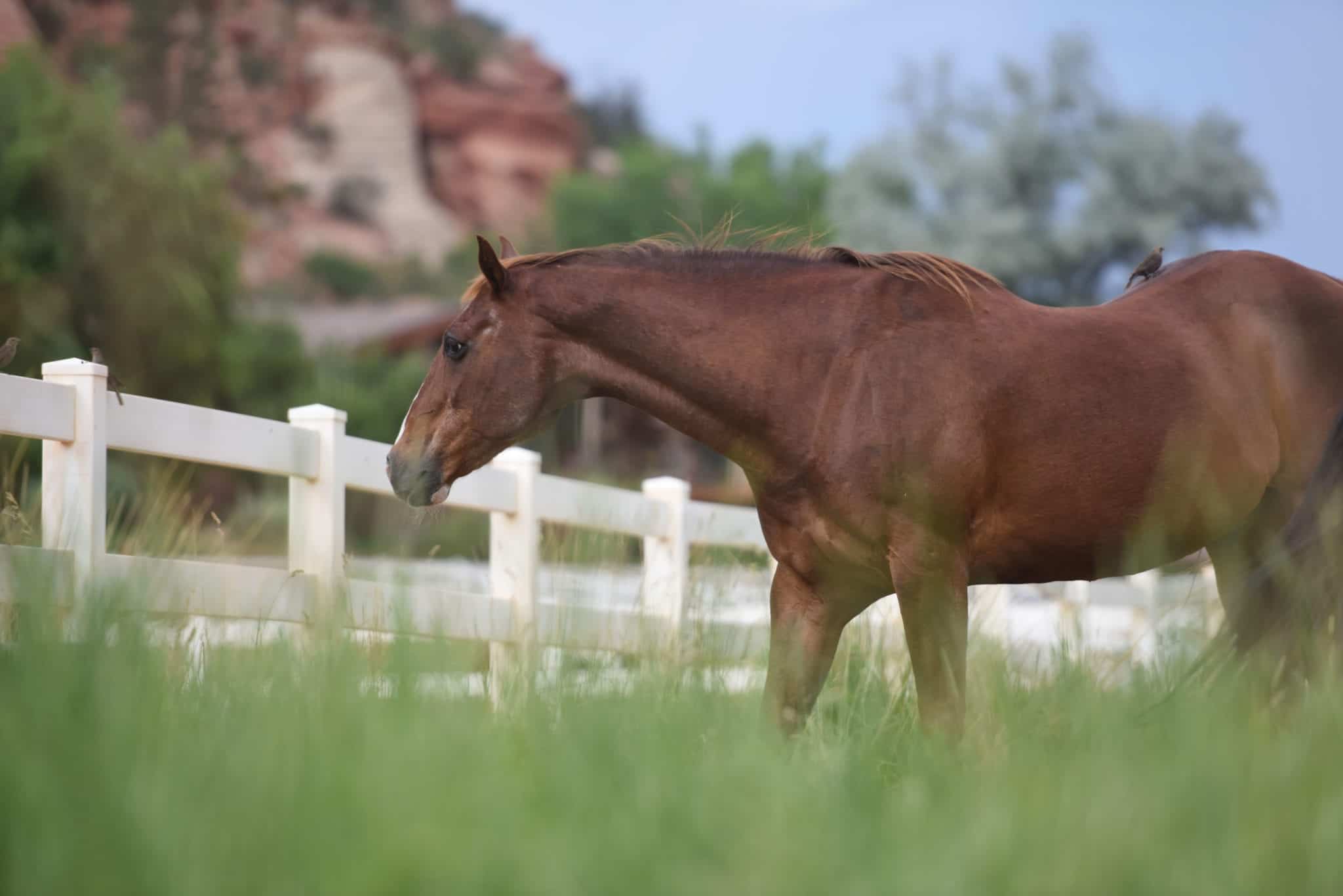 8 Amazing Senior Horses Looking For A Forever Barn