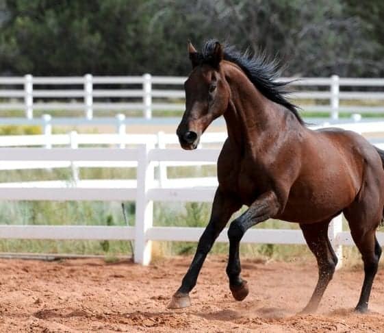 8 Amazing Senior Horses Looking For A Forever Barn