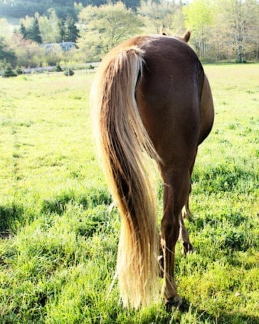5 Ways To Help Your Horse Grow A Better Tail