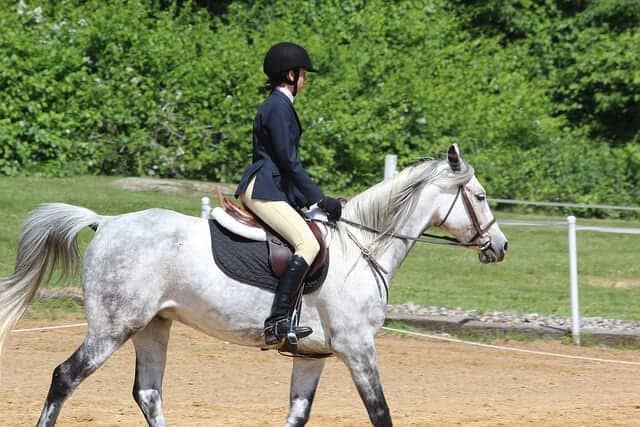 5 Tips For A Better Sitting Trot – iHeartHorses.com