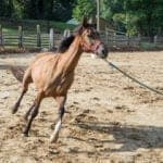 5 Ways To Help Your Horse Grow A Better Tail