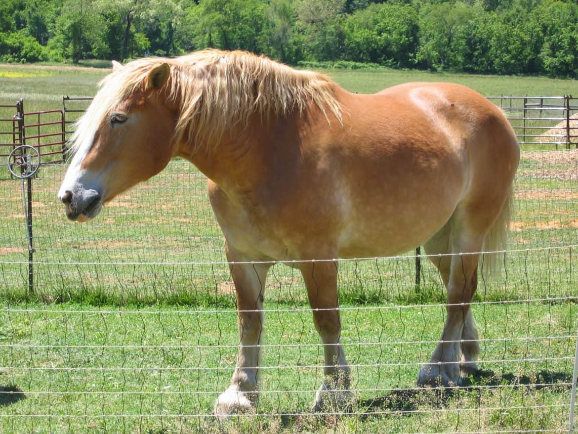6 Amazing Facts About The Belgian Draft Horse