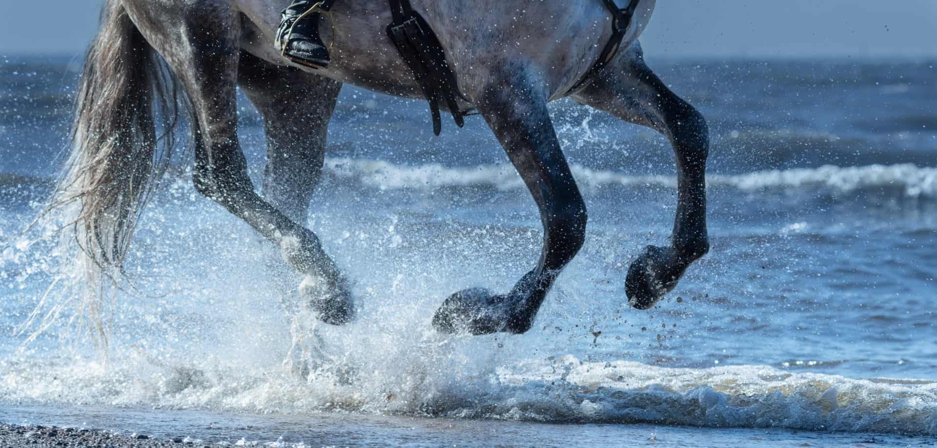 6 Ways To Protect Your Horse’s Legs
