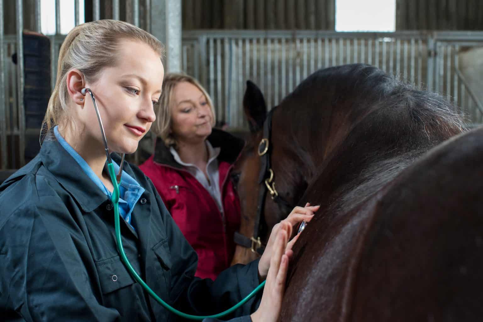 6 Ways You Can Help Your Horse Live a Longer Life