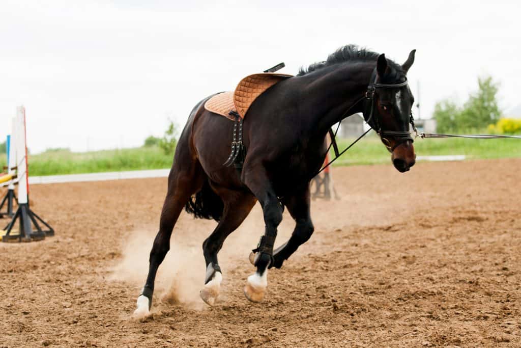 6 Reasons To Do Groundwork With Your Horse