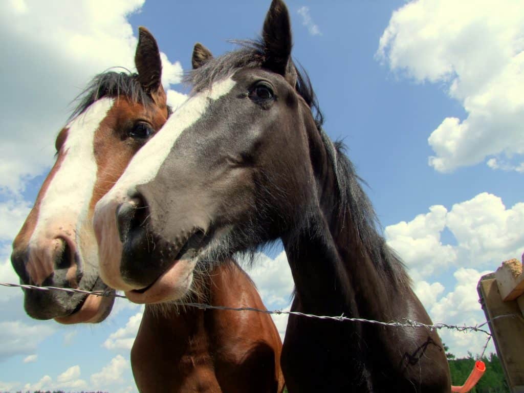 5 Clydesdale Horse Facts You Might Not Have Known