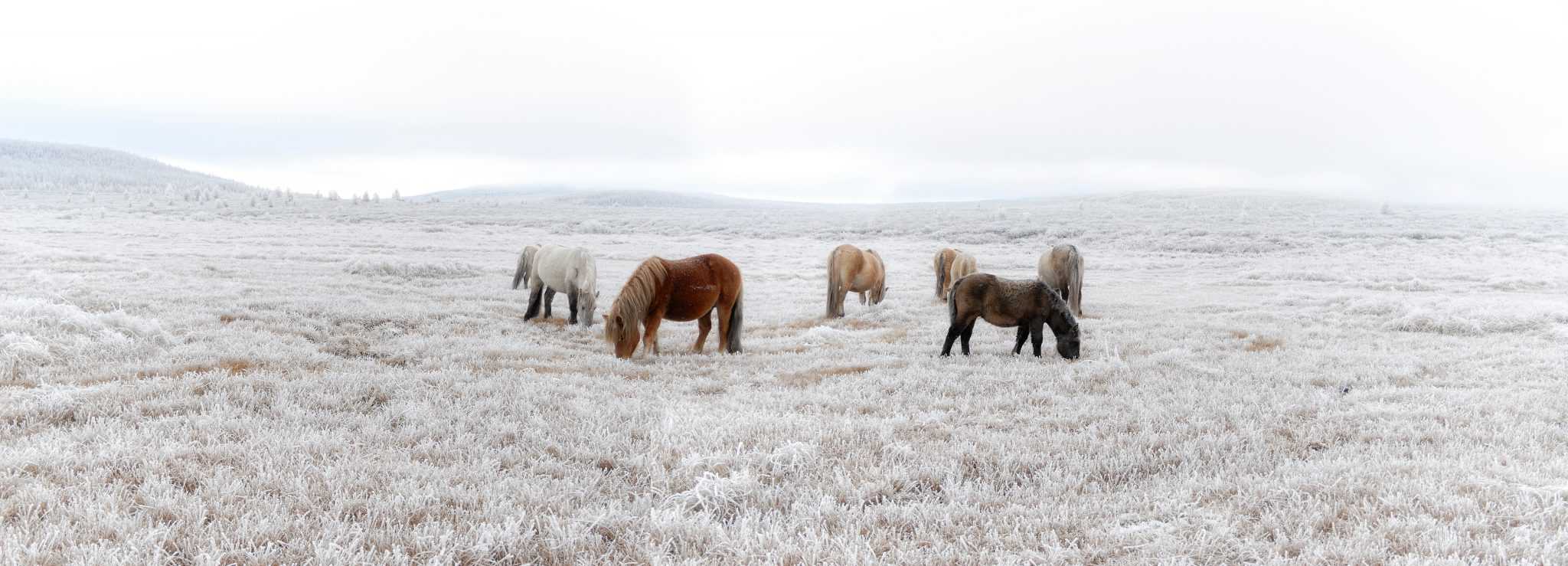 Meet 2 Amazing Horse Breeds That Are Designed To Survive In Subzero ...