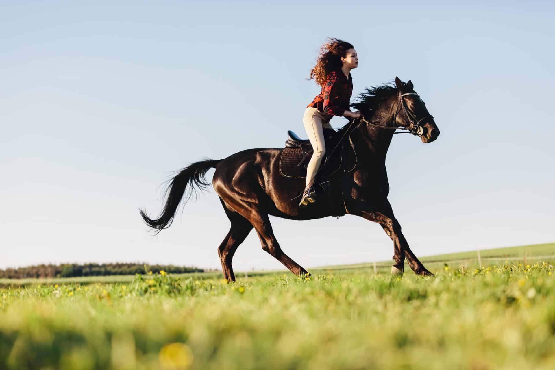 Horseback Riding Tips: 7 Steps To Become A Better Rider
