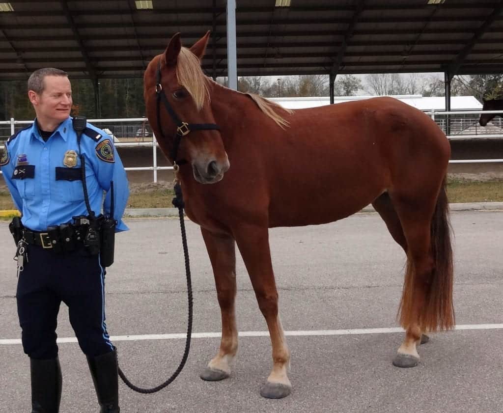 Houston Police Department To Recieve Loving Tribute For Fallen Police Horse