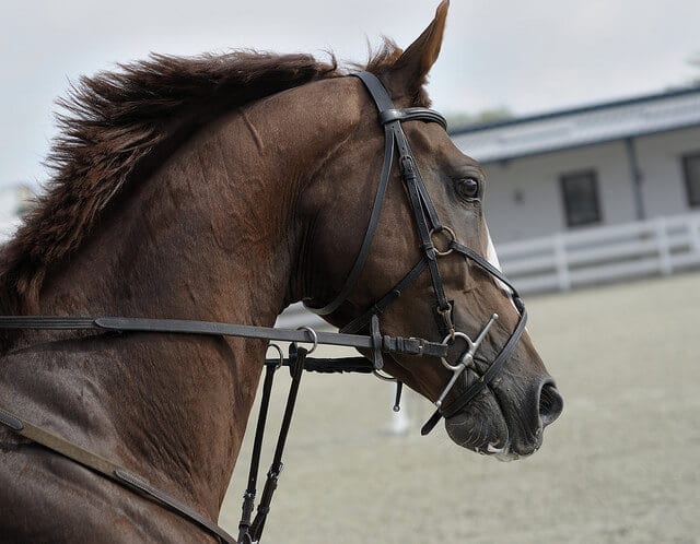 5 Tips For Taming Your Horse's Mane