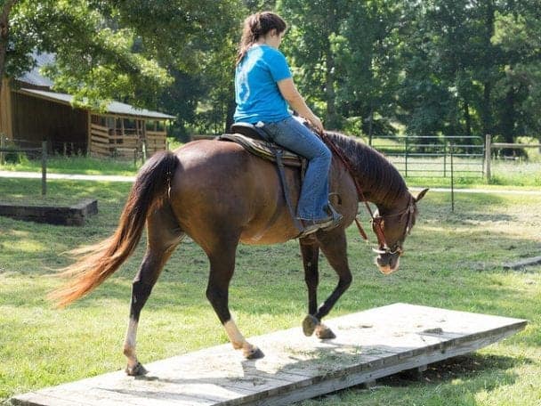 8 Reasons To Give Equine Agility A Try