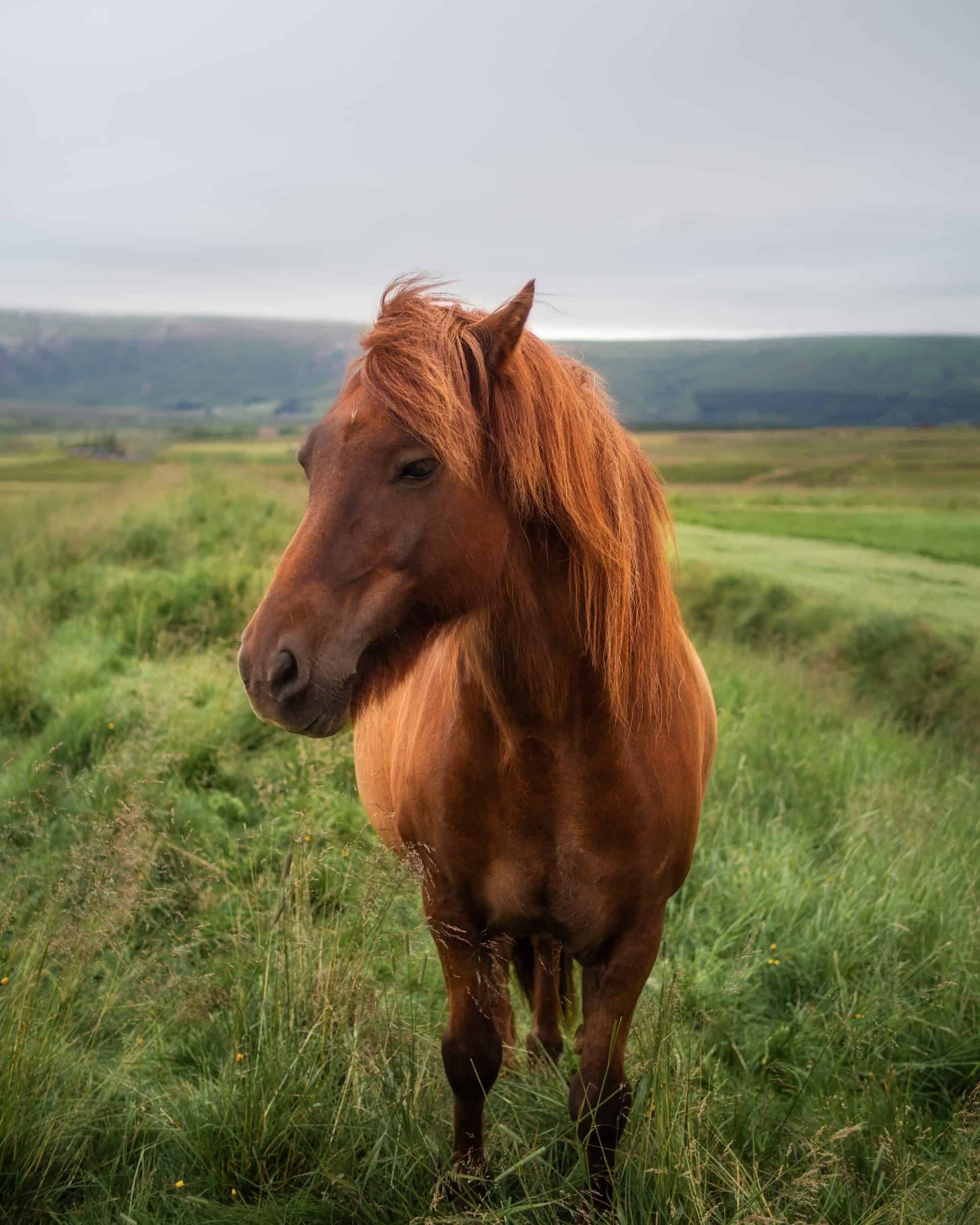 Horse Mane Tips: 5 Ways To Tame Your Horse's Mane