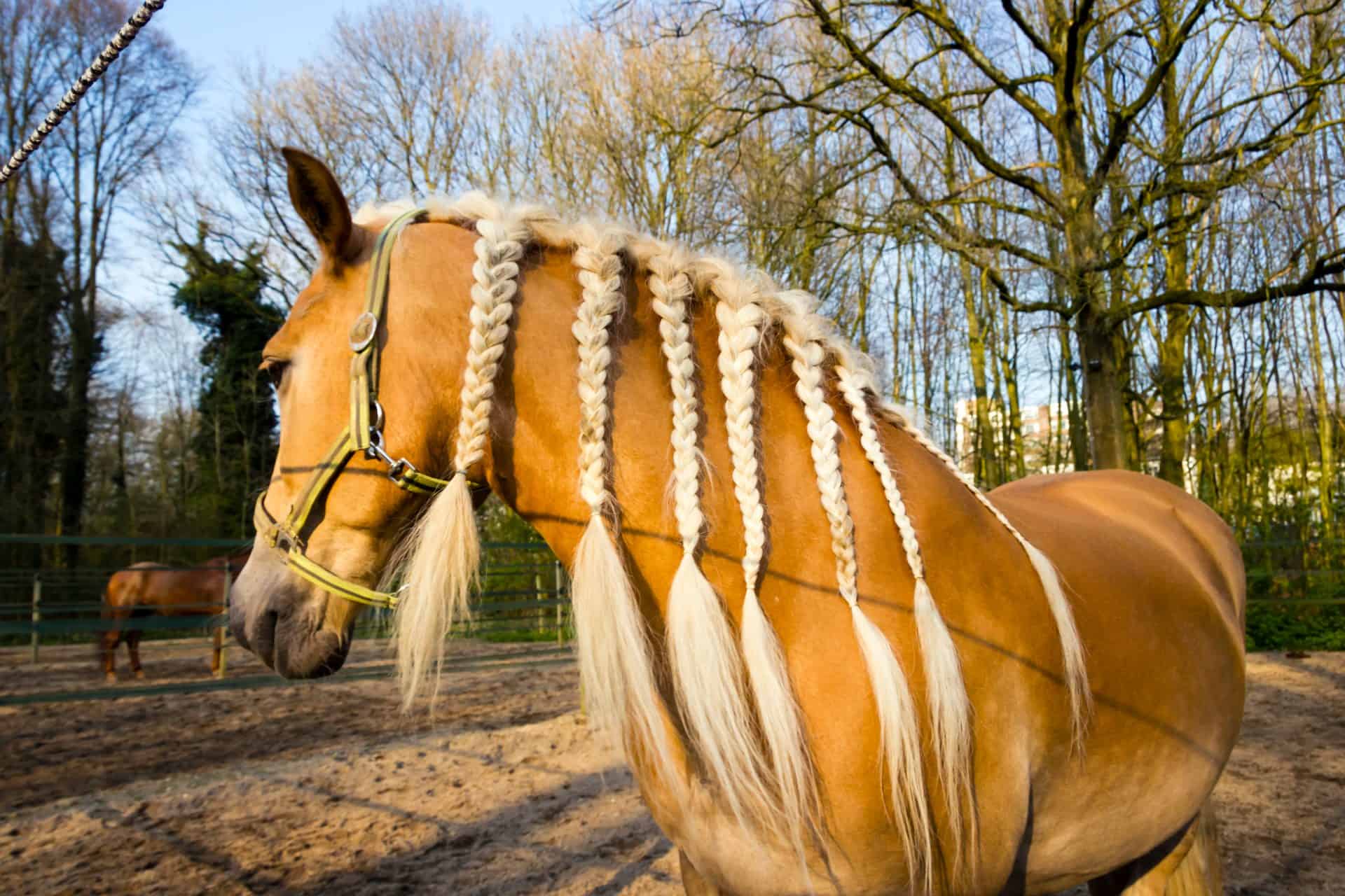 Horse Mane Tips: 5 Ways To Tame Your Horse's Mane