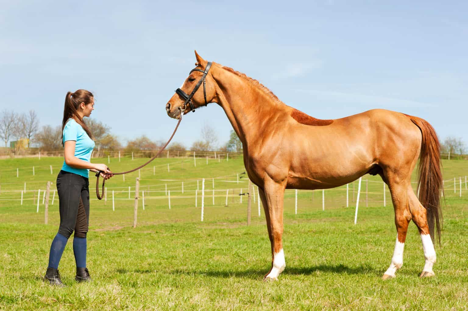 8 Great Horse Jobs To Pay The Bills And Follow Your Passion