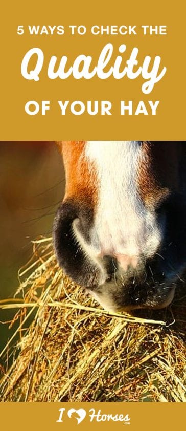 5 Ways To Check The Quality Of Your Hay
