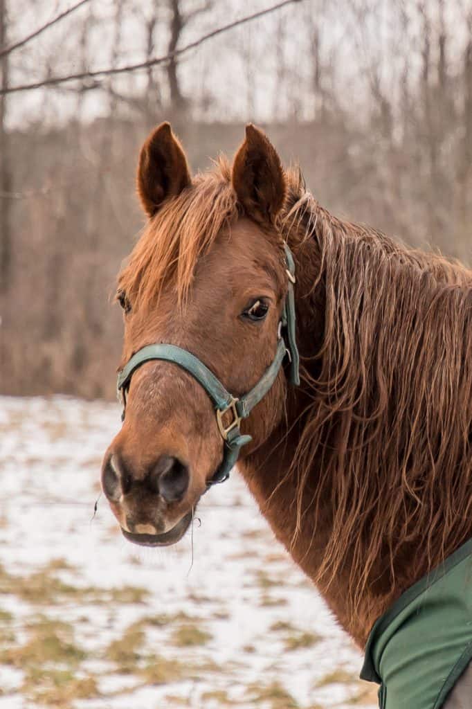 Equine 411: All About The Morgan Horse
