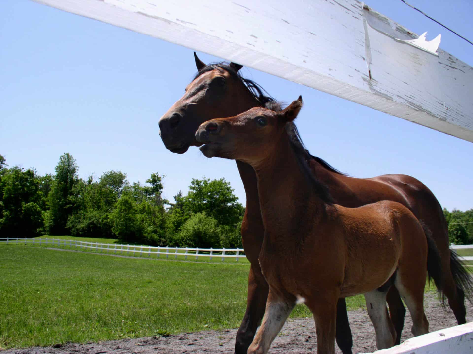 Equine 411: All About The Morgan Horse