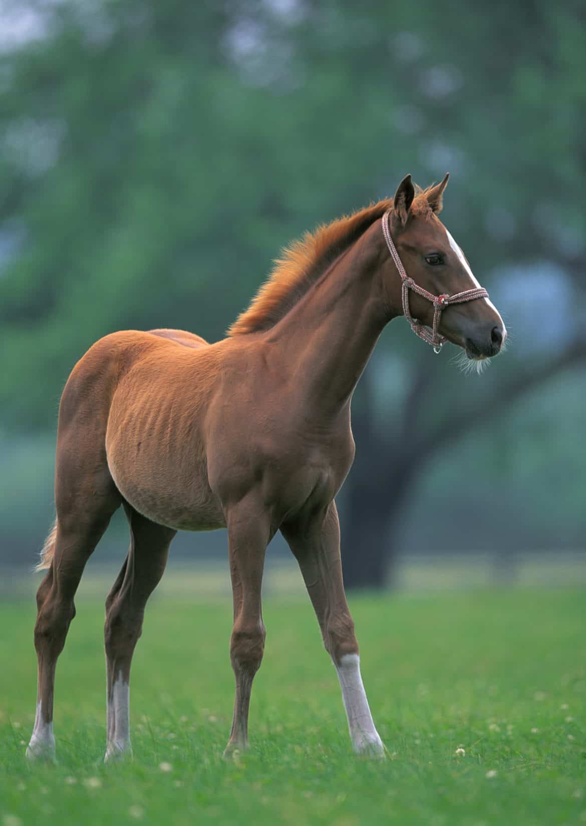 7 Things You Might Not Know About The Thoroughbred