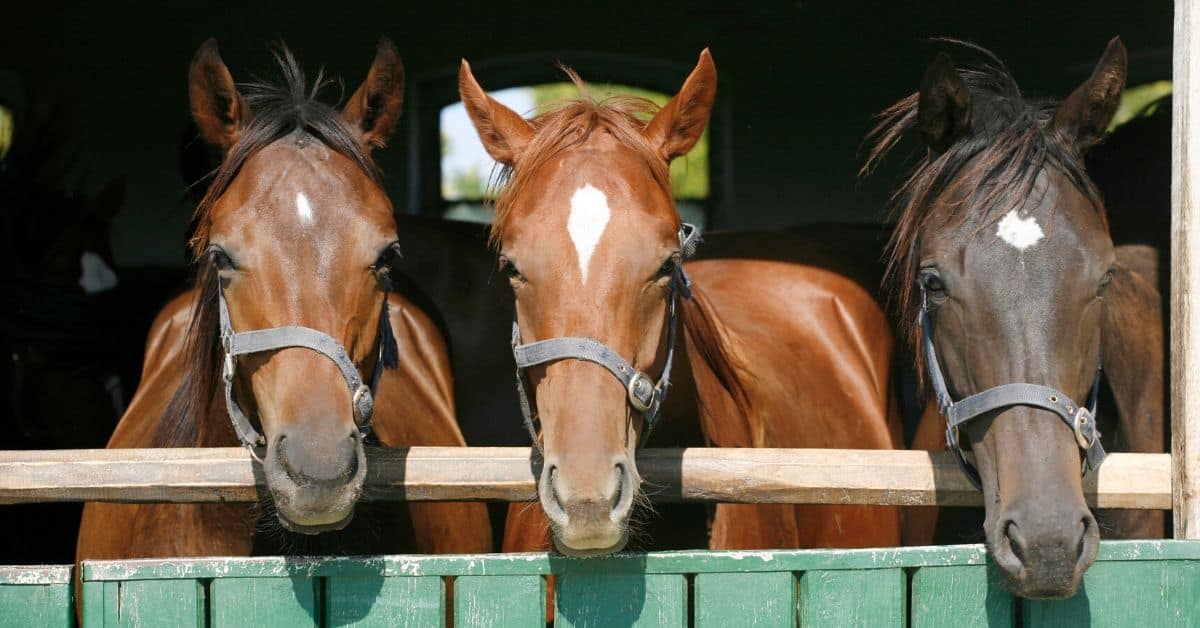 7 Things You Might Not Know About The Thoroughbred