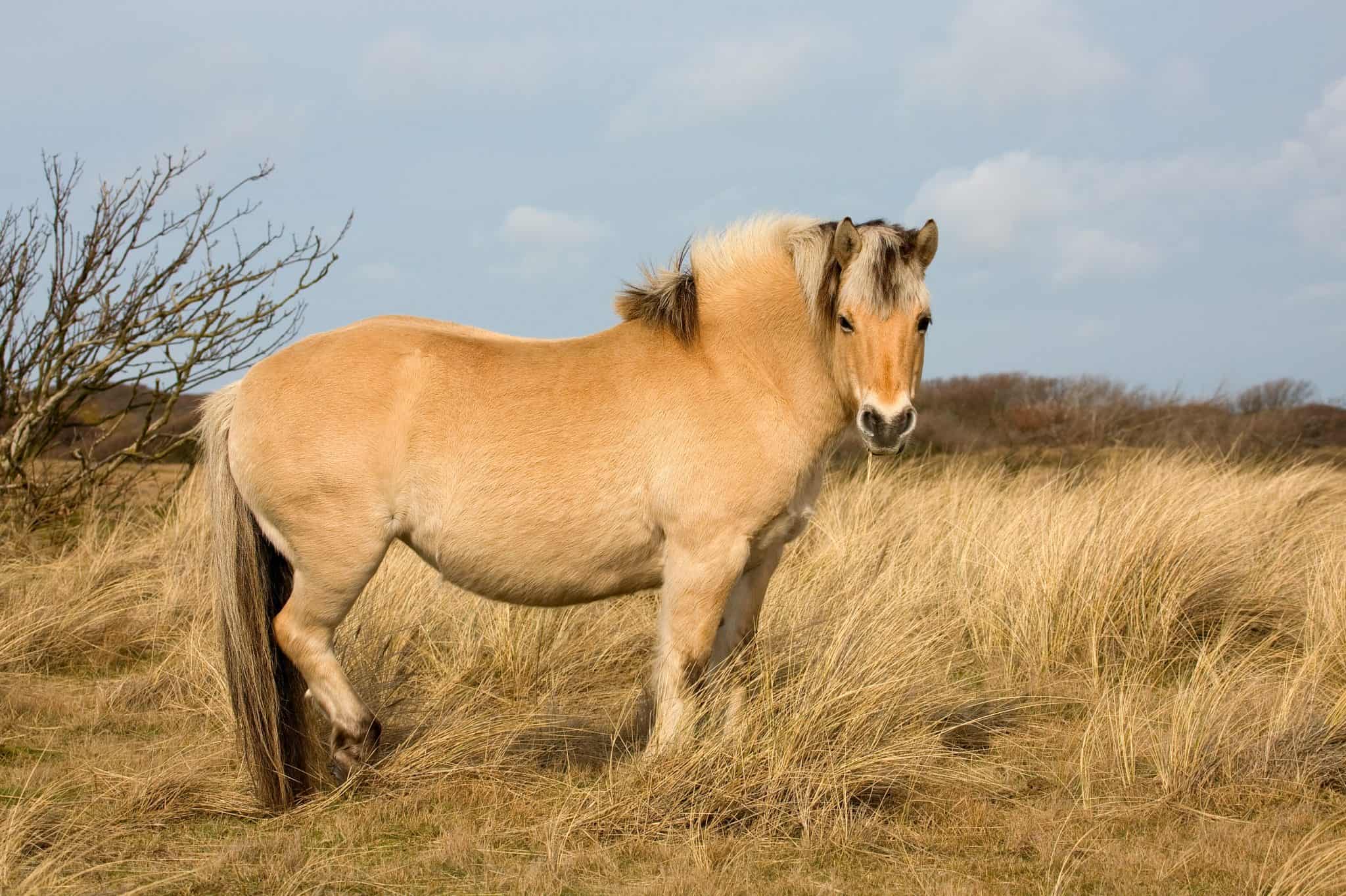 6 Interesting Facts About The Fjord Horse