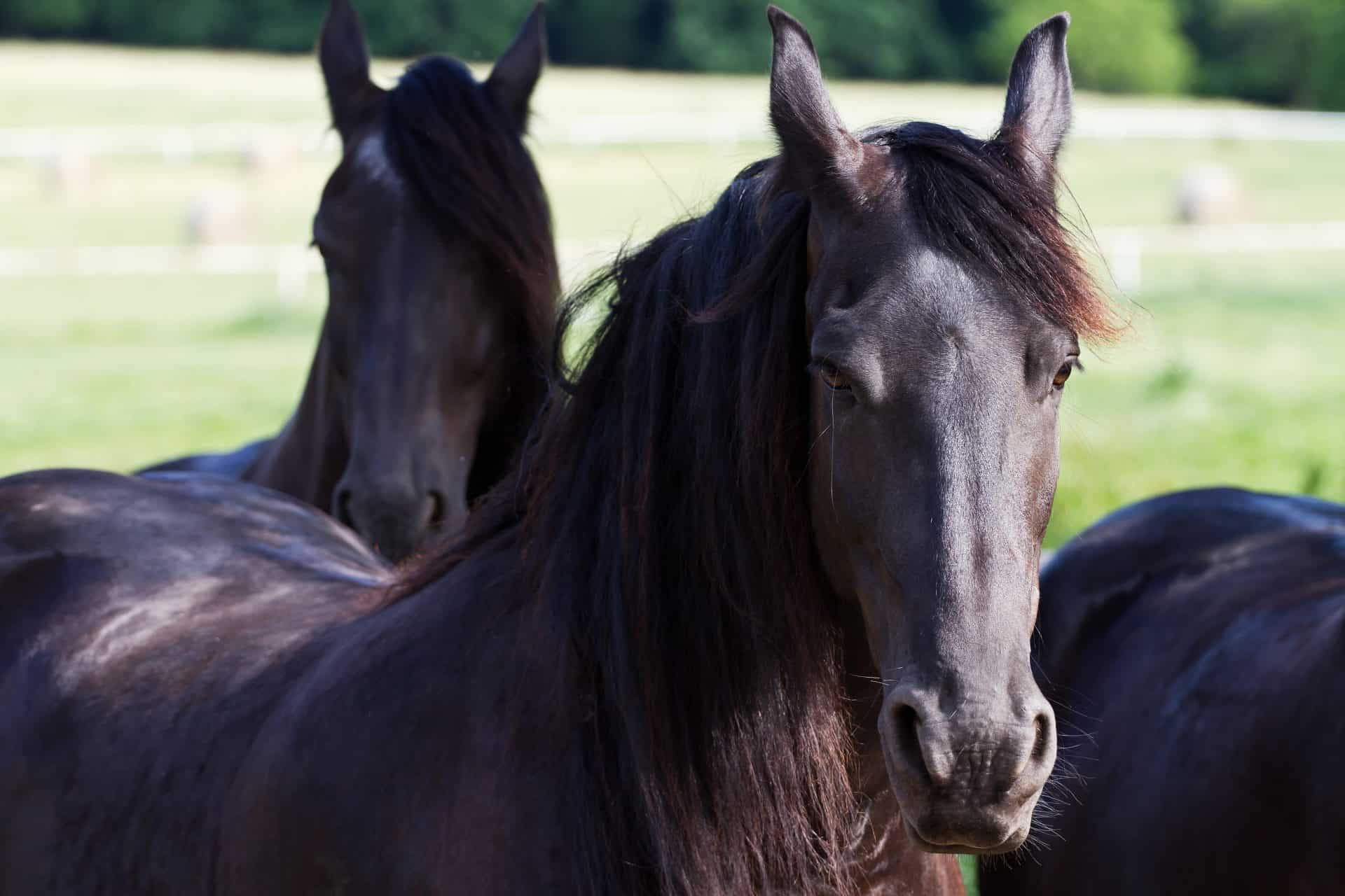 Equine 411: All About The Friesian