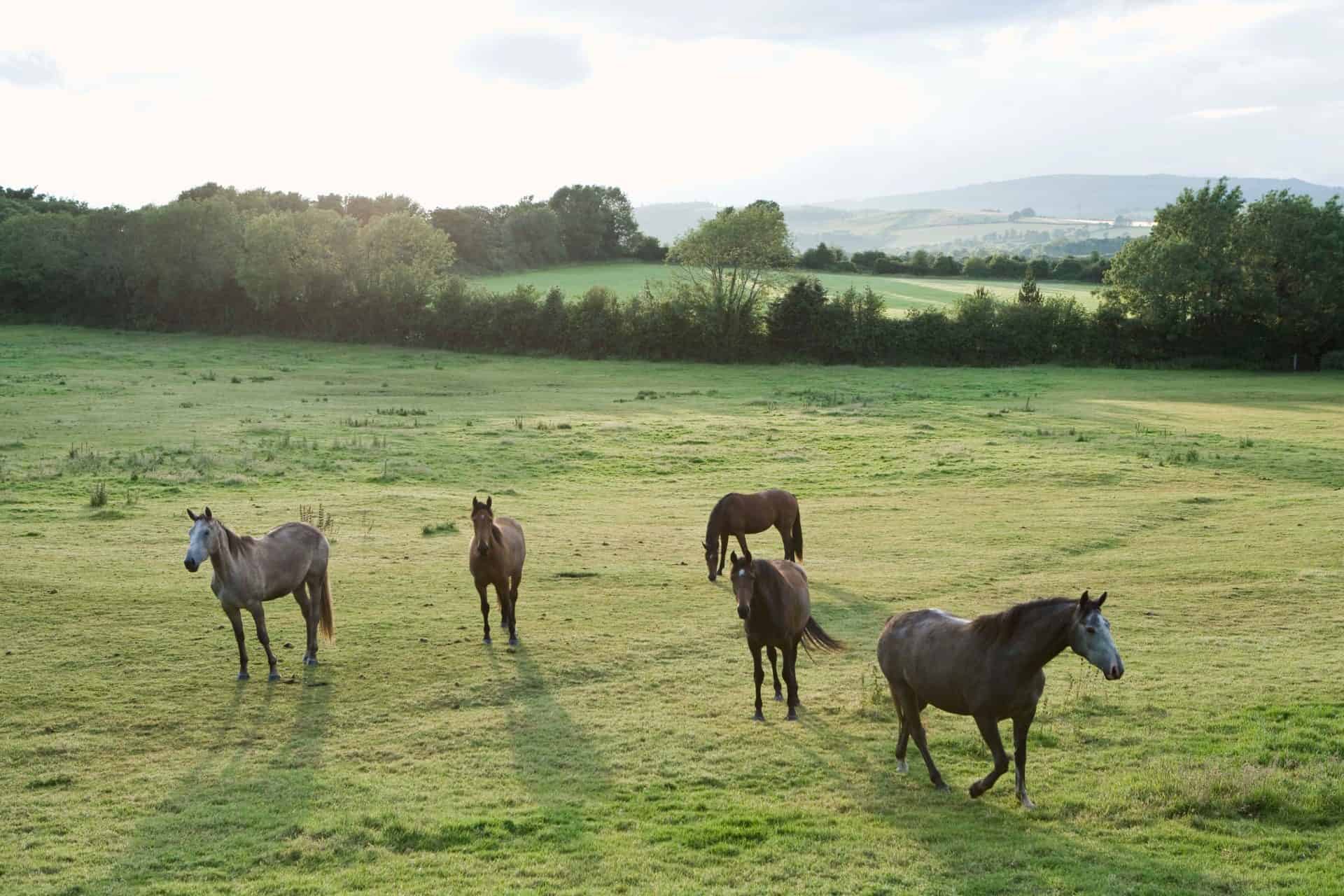 6 Tips To Keep Your Horse Pasture In Great Shape
