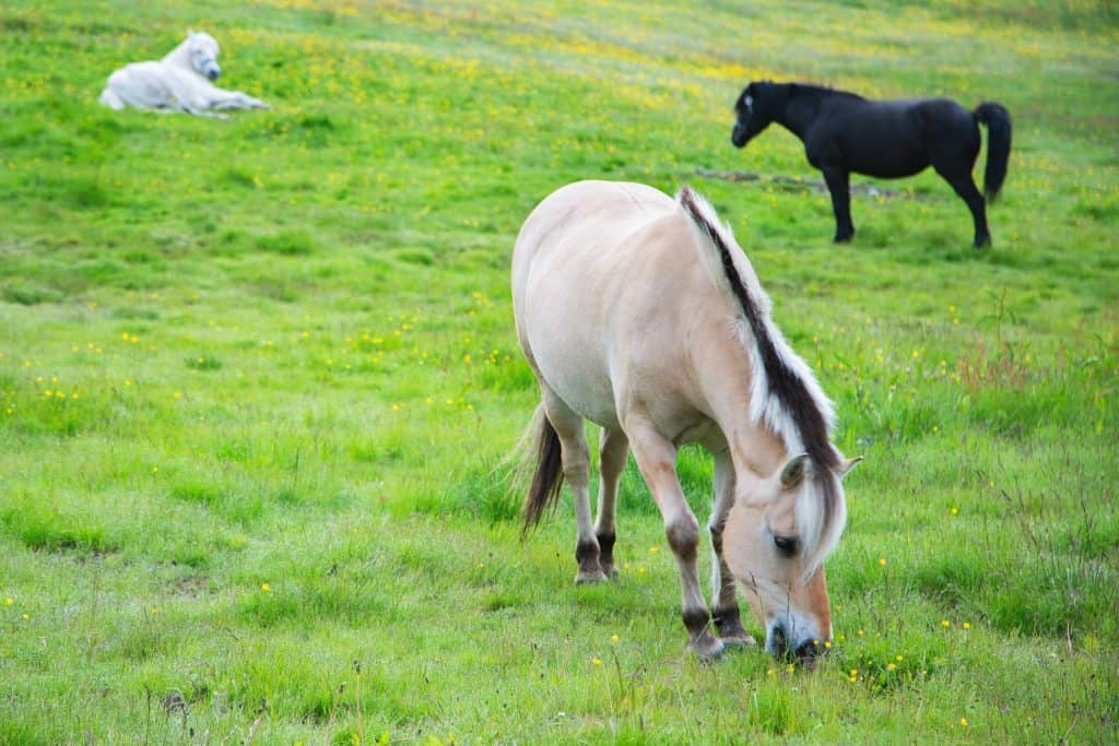 6 Interesting Facts About The Fjord Horse