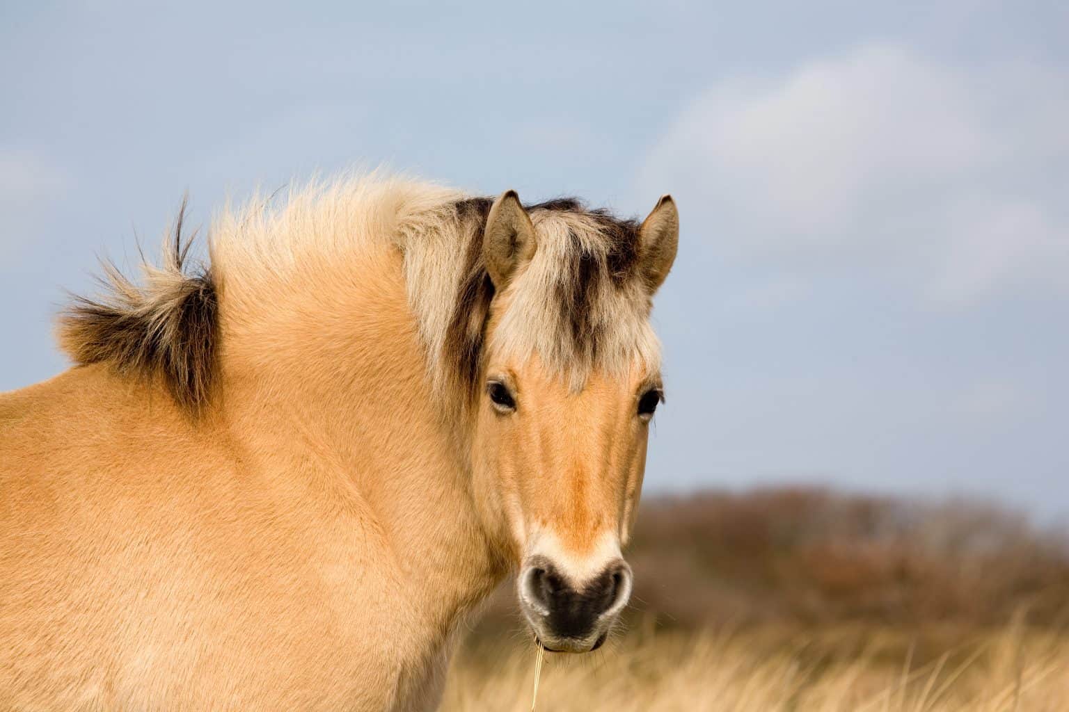 6 Interesting Facts About The Fjord Horse