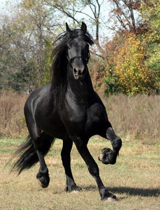 7 Things You Didn’t Know About The Friesian