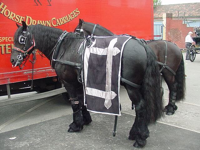 7 Things You Didn’t Know About The Friesian