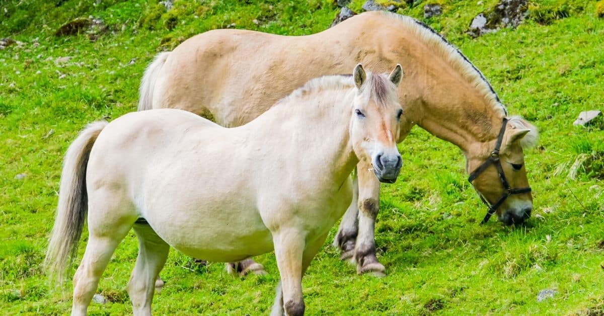 6 Interesting Facts About The Fjord Horse