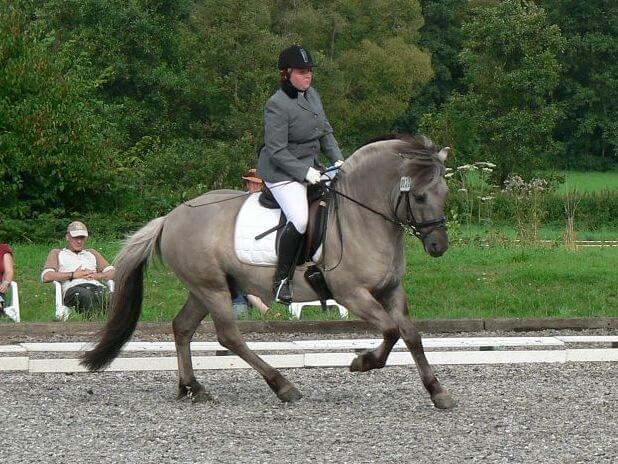 6 Things You Didn’t Know About The Fjord Horse