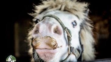 A Breed In The Making: The Miniature Gypsy Horse