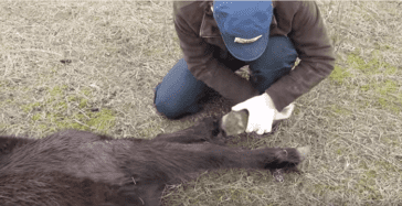 Horse "Thanks" Man Who Saved Her From Chains