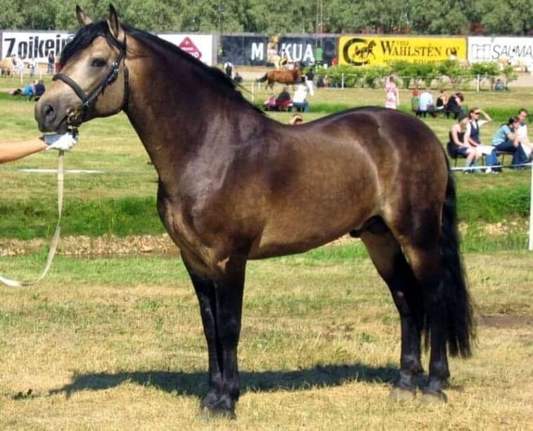 Meet 6 Incredible Irish Horse Breeds