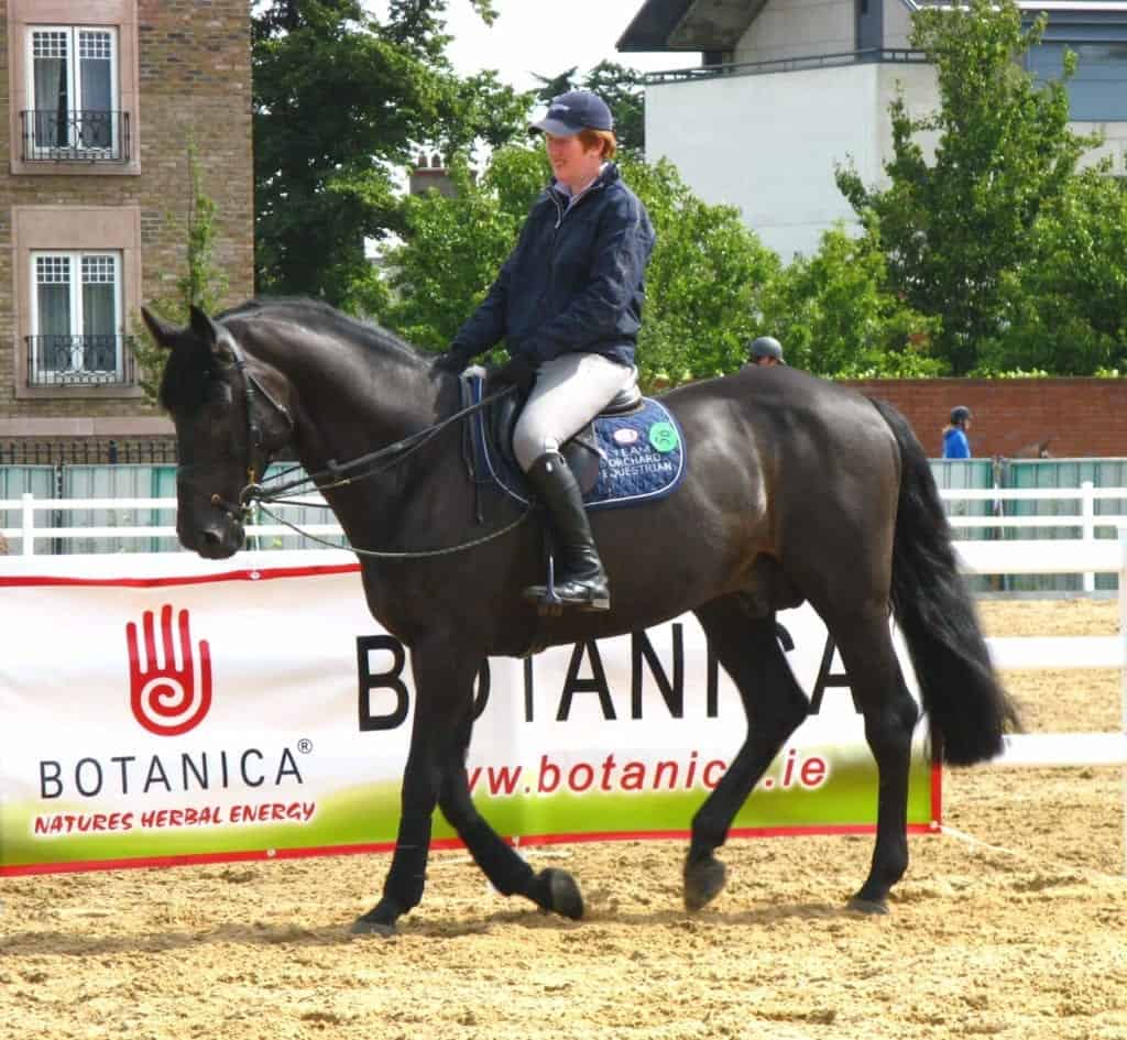 Meet 6 Incredible Irish Horse Breeds