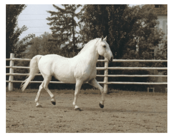 7 Things You Didn’t Know About The Lipizzaner